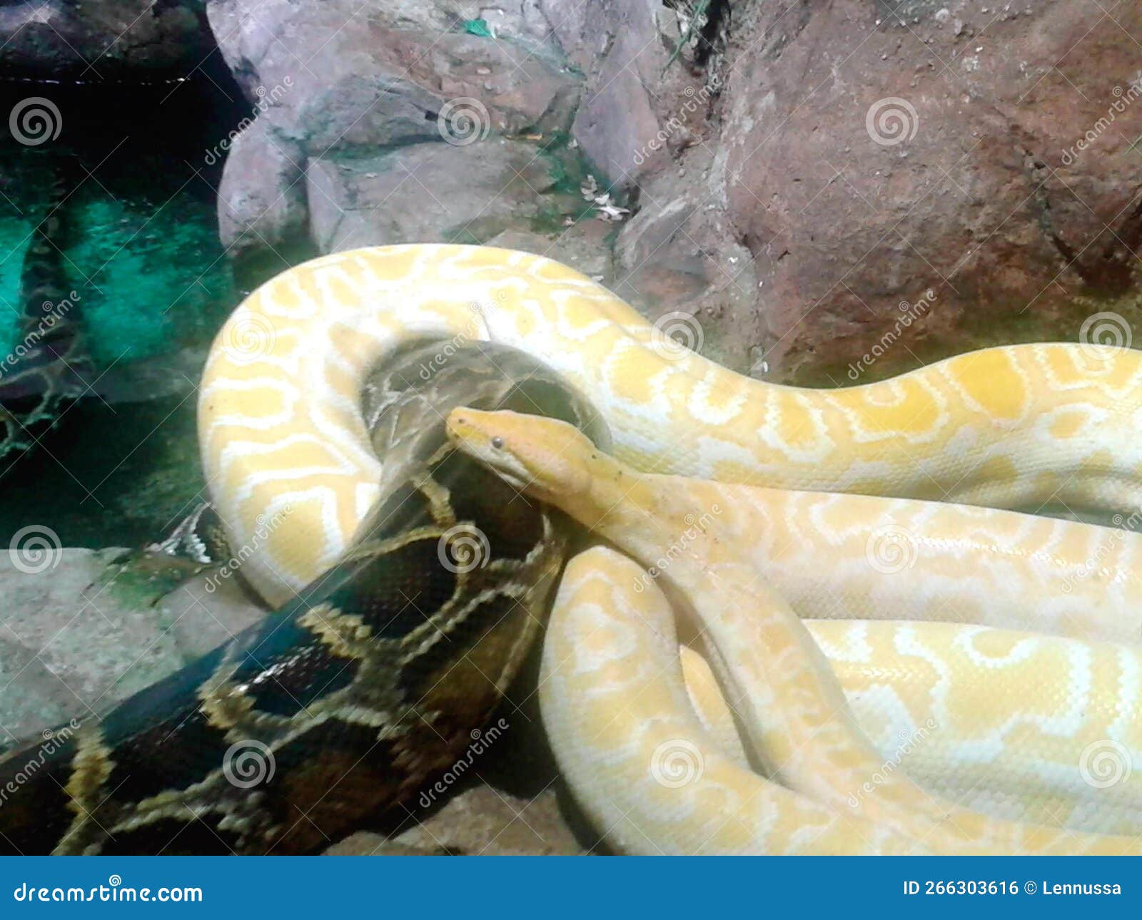 Two snuggling snakes stock photo. Image of lizard, snake - 266303616