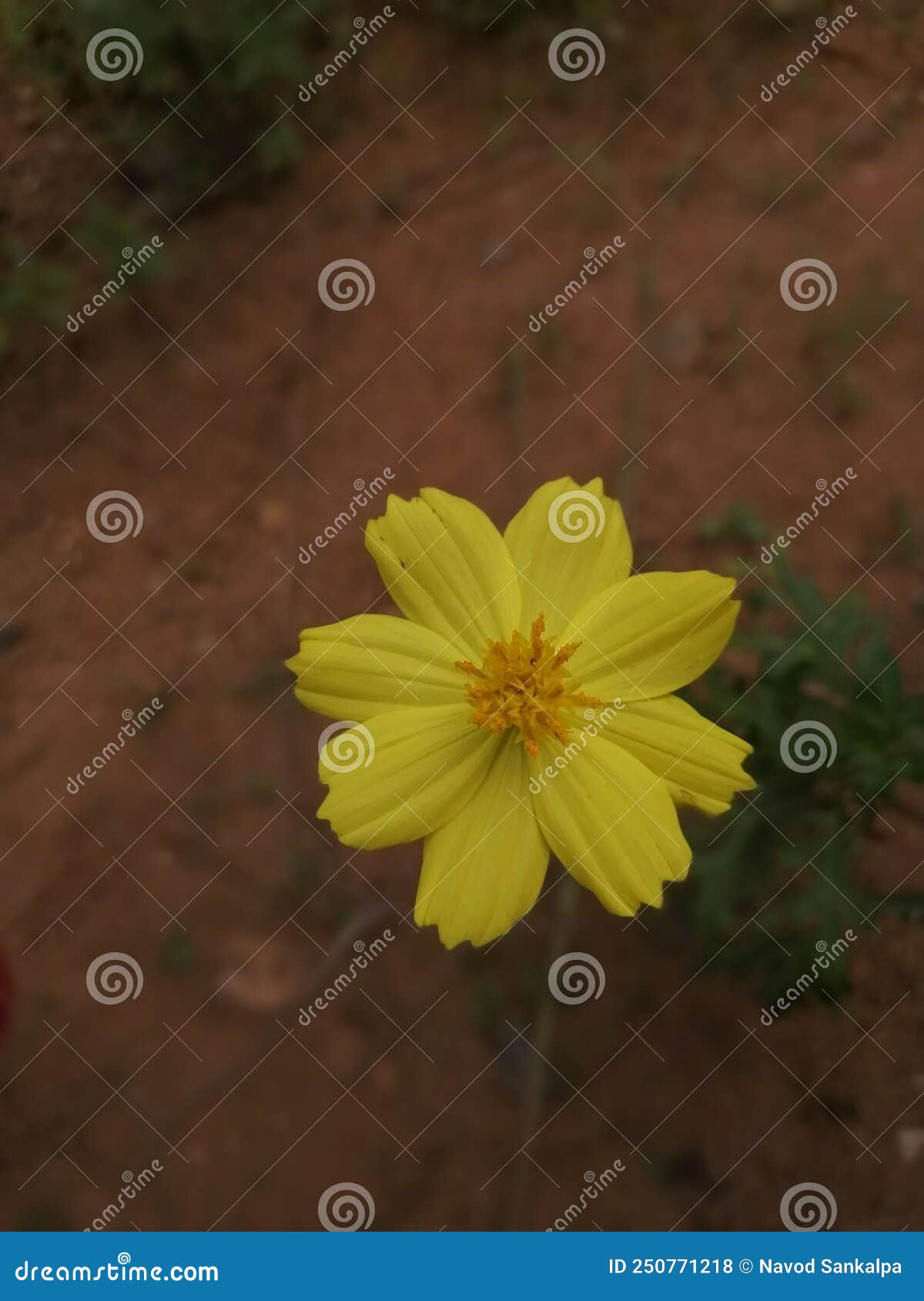 Yellow Daspethiya Flower stock photo. Image of natural - 250771218
