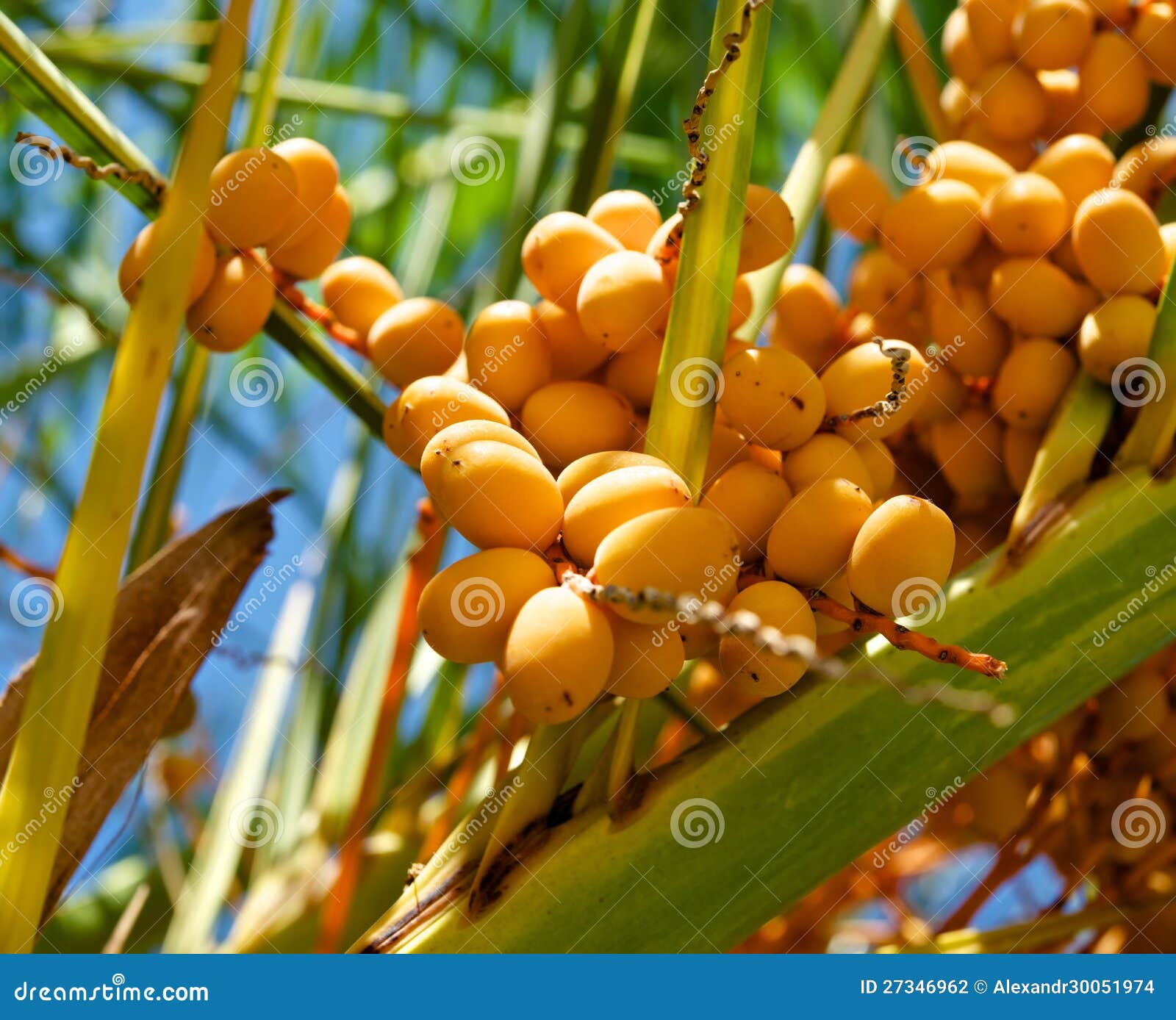 Yellow dates stock photo. Image of flower, dates, vegetables - 27346962