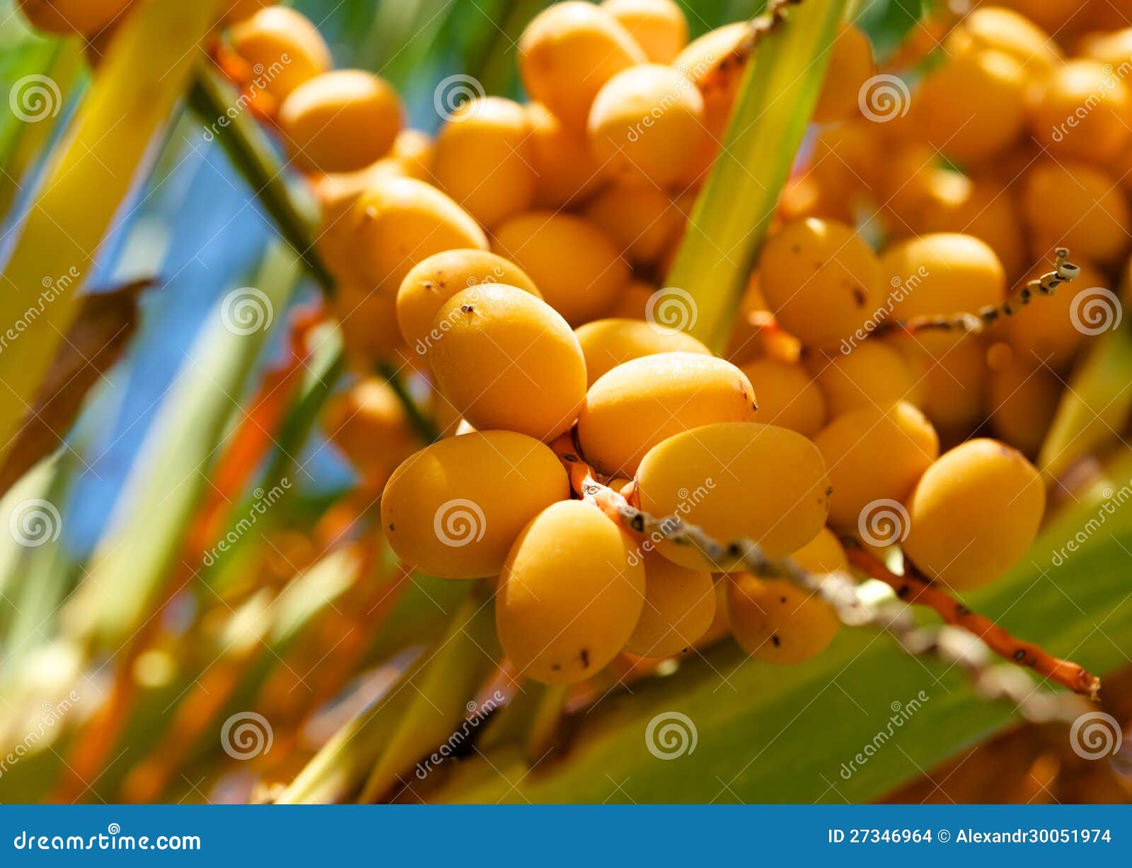 Yellow dates stock photo. Image of nature, fruits, flora - 27346964