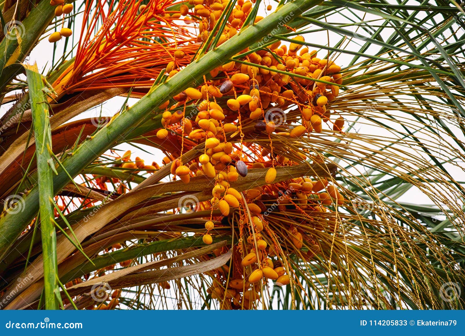 Yellow Dates Growing on the Tree. Stock Image - Image of growth, date ...