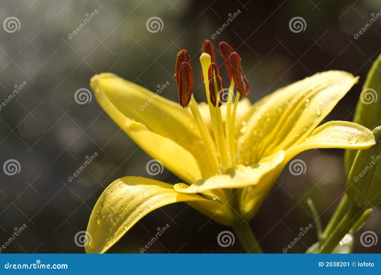Yellow day lilly bloom. stock image. Image of horticulture - 2038201