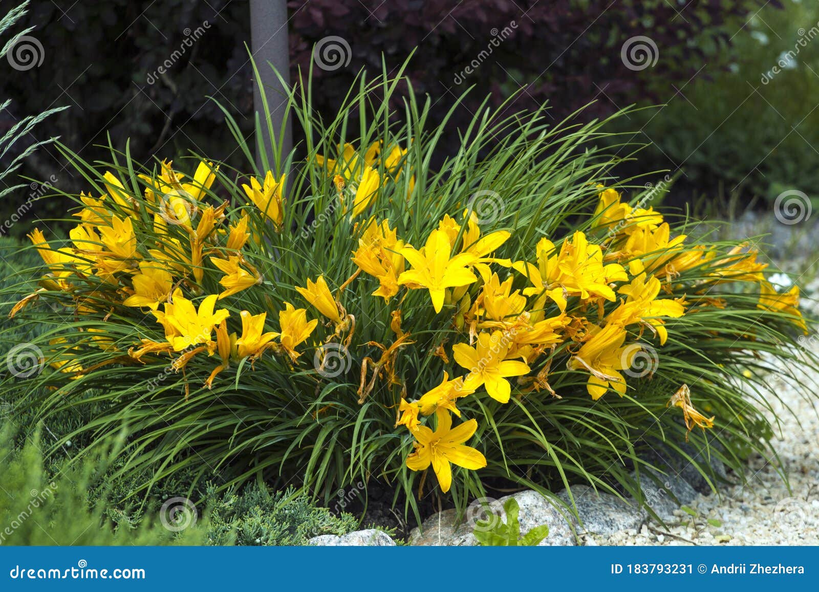 Yellow Daylily Flowers in a Garden Stock Image - Image of nature ...