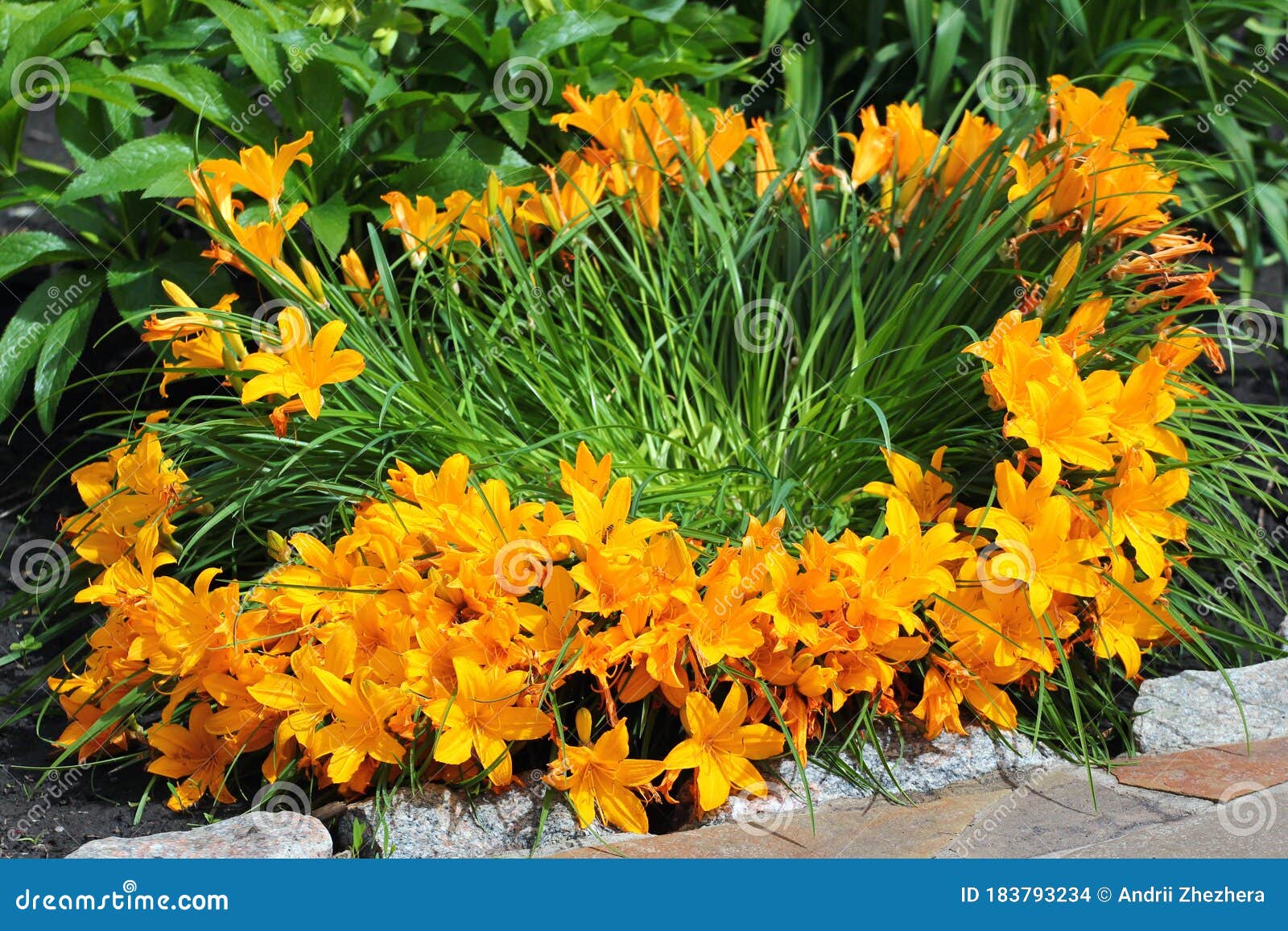 Yellow Daylily Flowers in a Garden Stock Photo - Image of garden ...