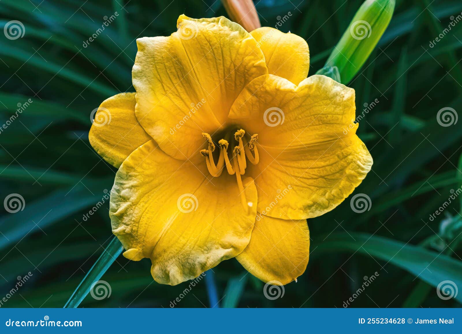 Yellow Daylily Up-close in the Garden Stock Photo - Image of leaf ...