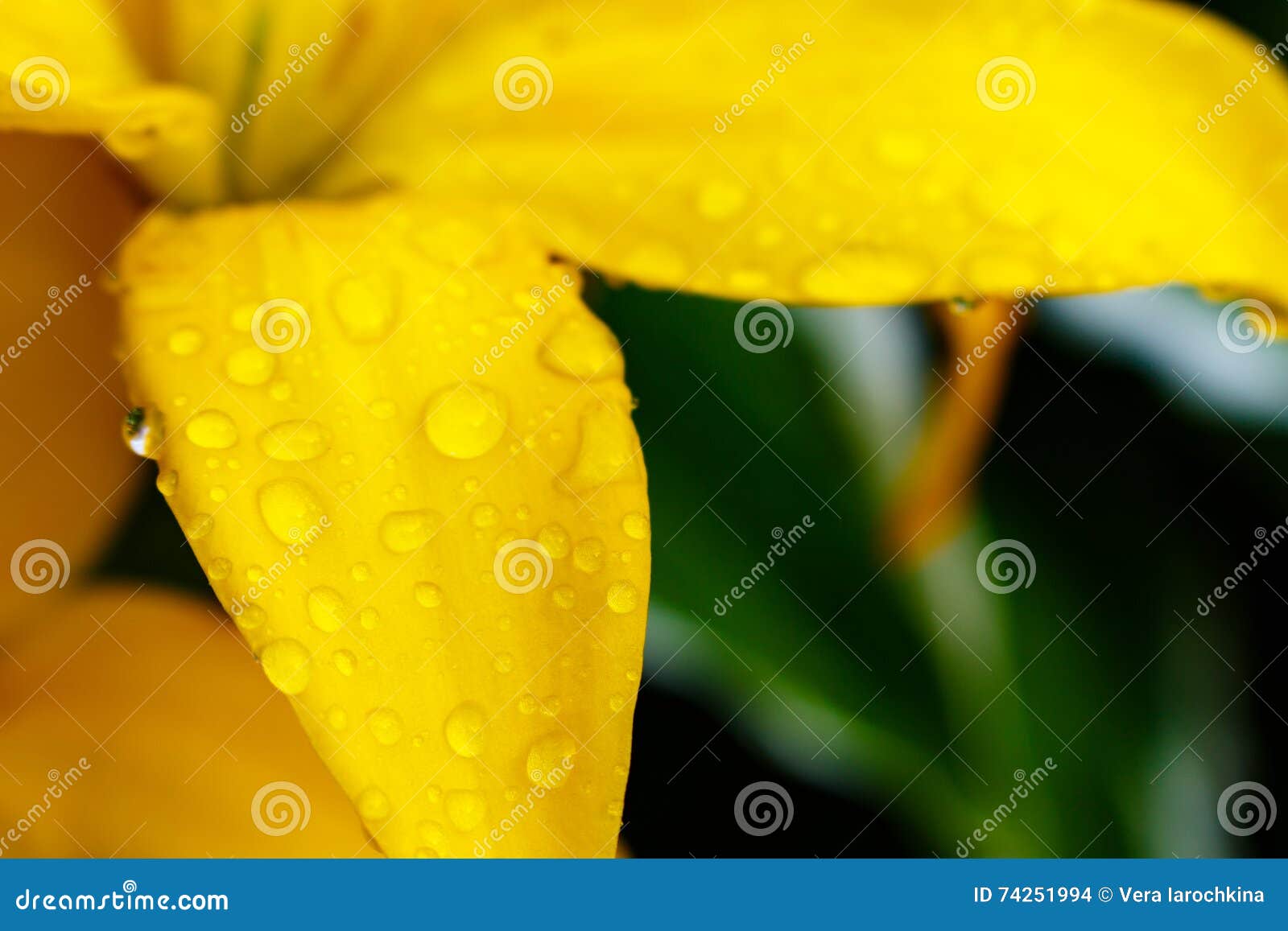 Yellow Days Lily with Dew Closeup. Stock Photo - Image of herbal ...