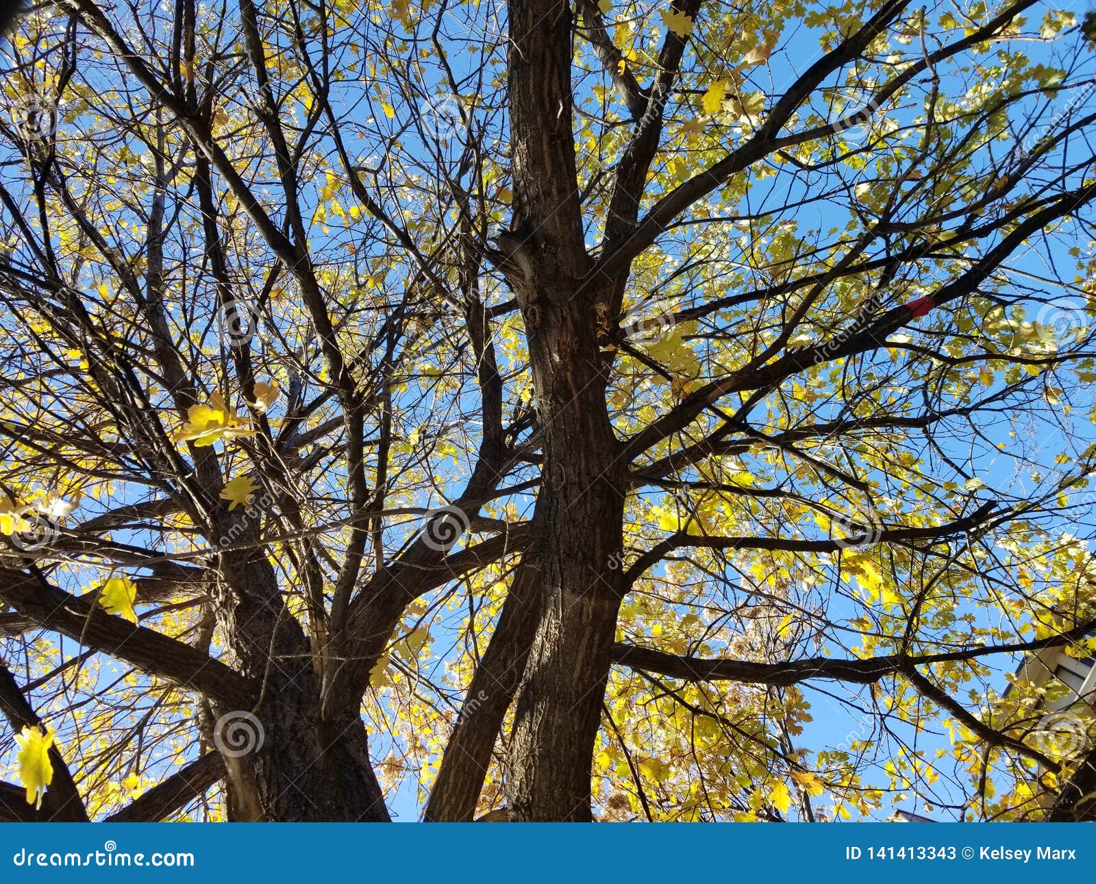 Yellow Daze stock image. Image of serene, leaves, trees - 141413343