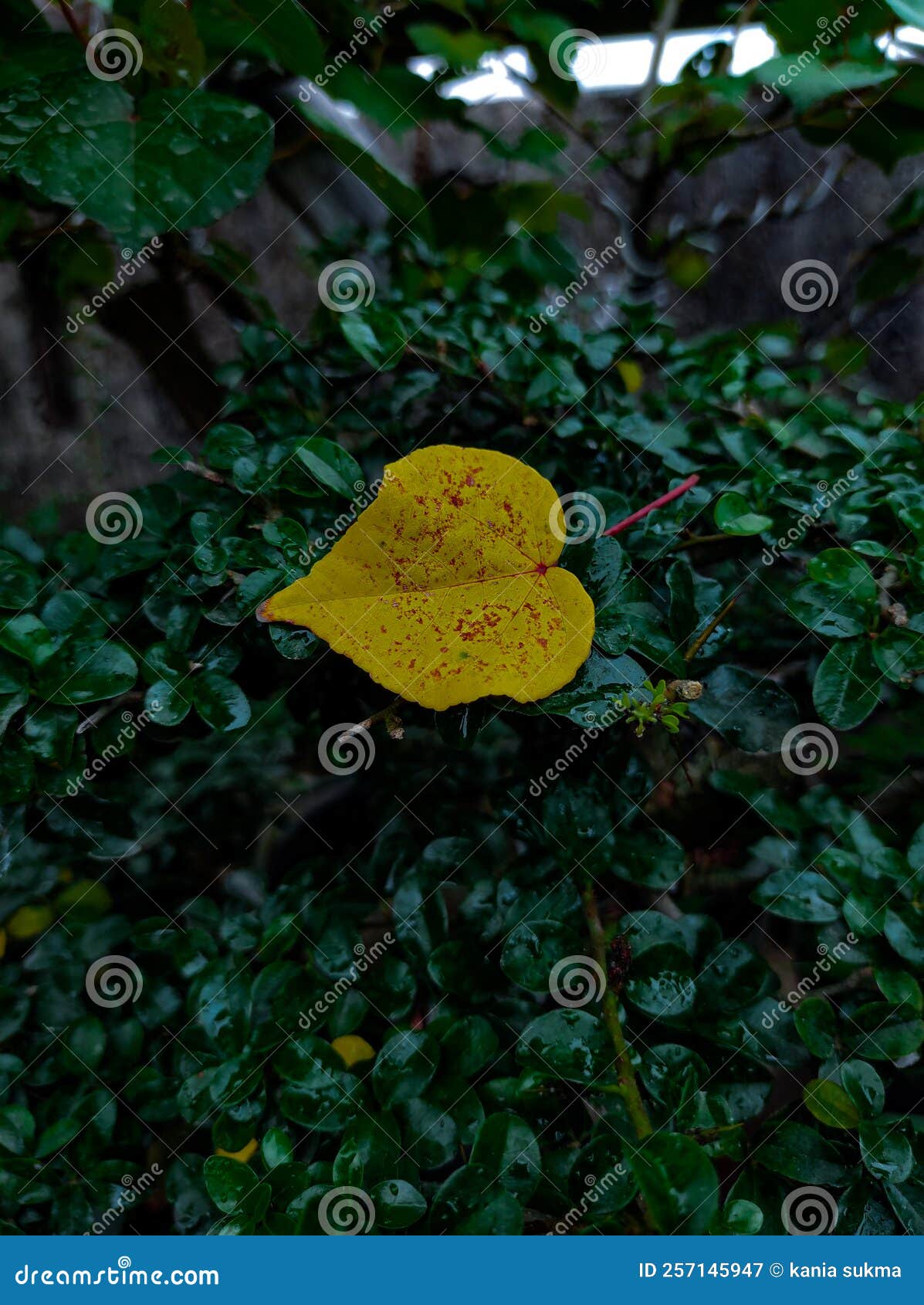 Yellow Dead Leaves Fall among the Green Leaves Stock Image - Image of ...