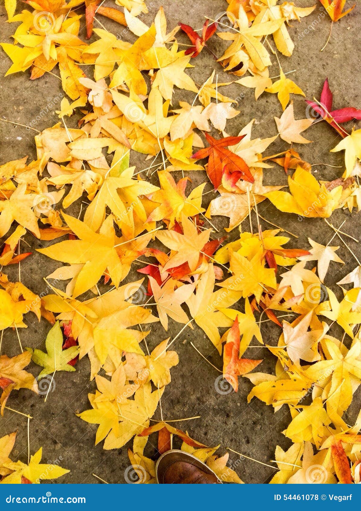 Yellow atumn leaves stock photo. Image of atumn, dead - 54461078
