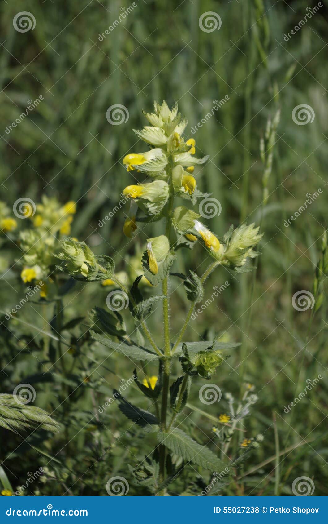 Yellow dead nettle stock photo. Image of flower, green - 55027238