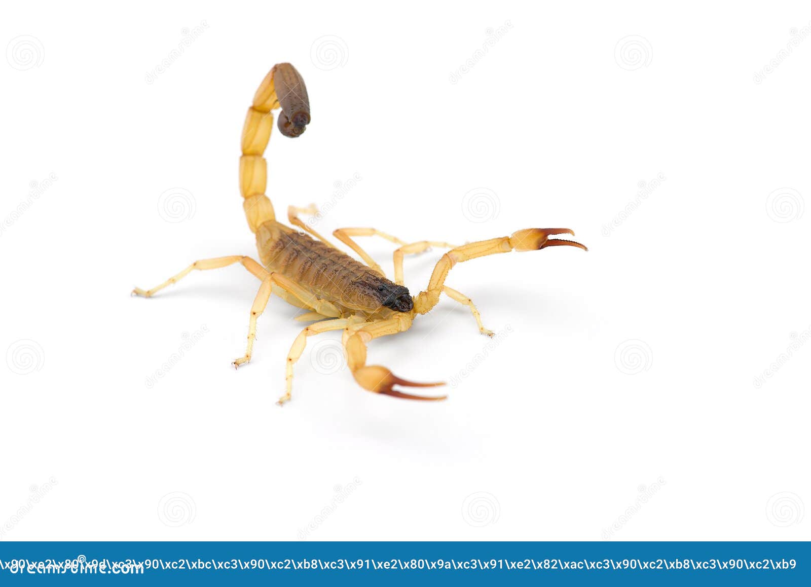Yellow Deadly Dangerous Scorpion Top View Isolated on White Background ...