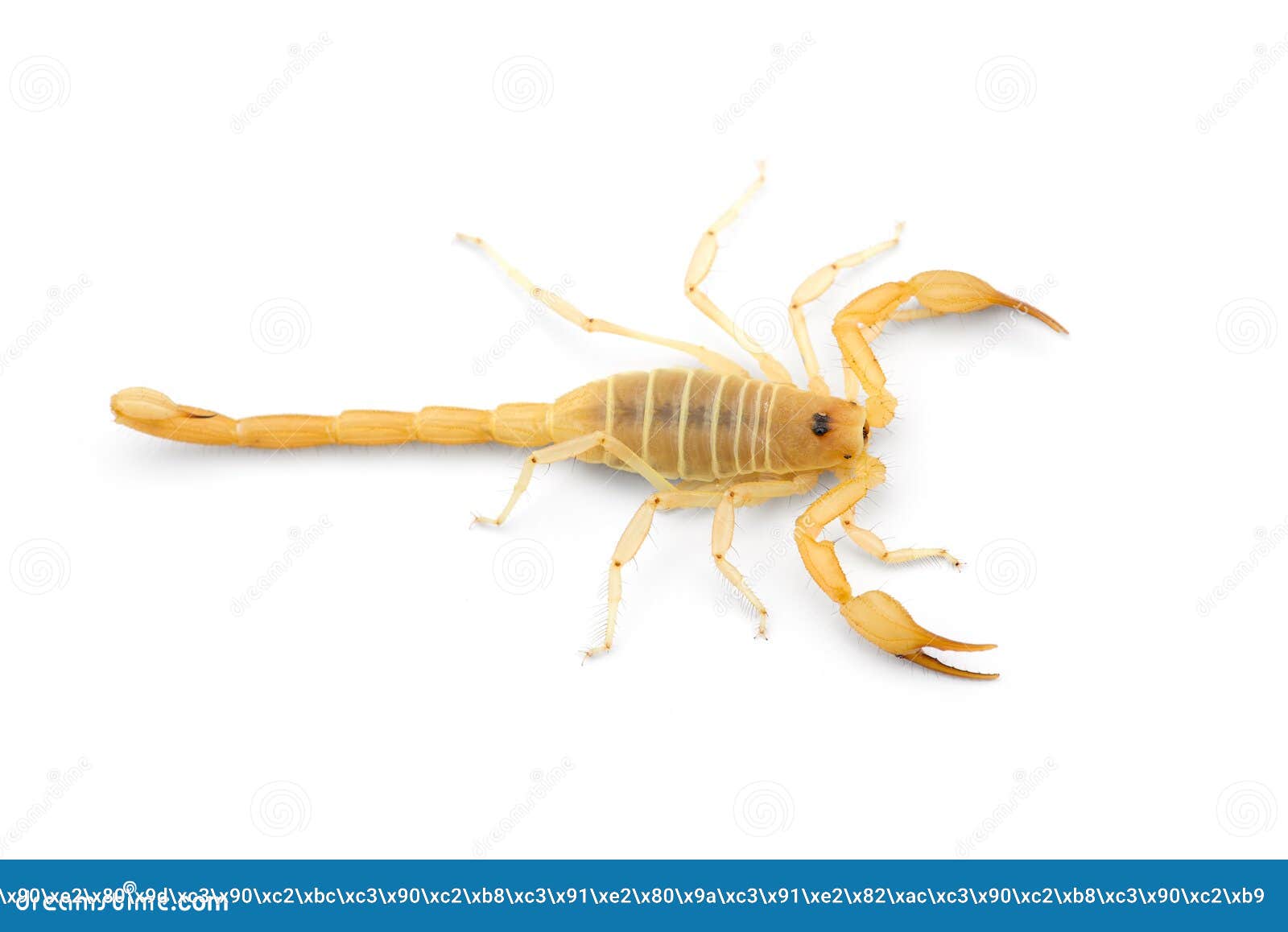Yellow Deadly Dangerous Scorpion Top View Isolated on White Background ...