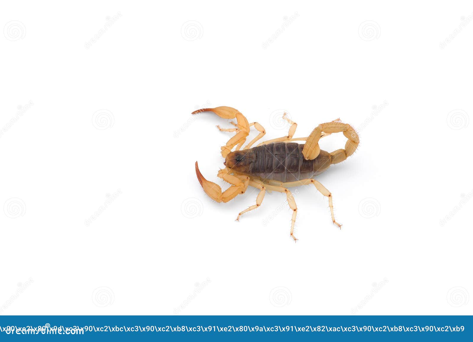 Yellow Deadly Dangerous Scorpion Top View Isolated on White Background ...