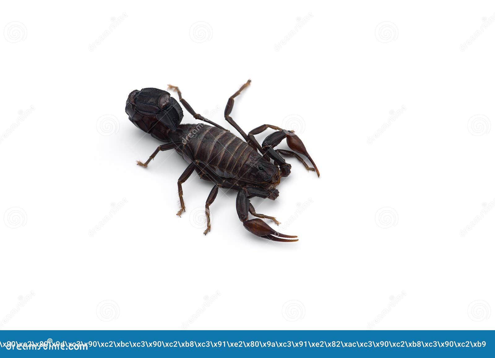 Yellow Deadly Dangerous Scorpion Top View Isolated on White Background ...