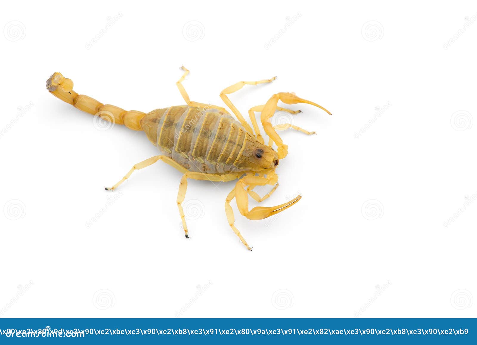 Yellow Deadly Dangerous Scorpion Top View Isolated on White Background ...