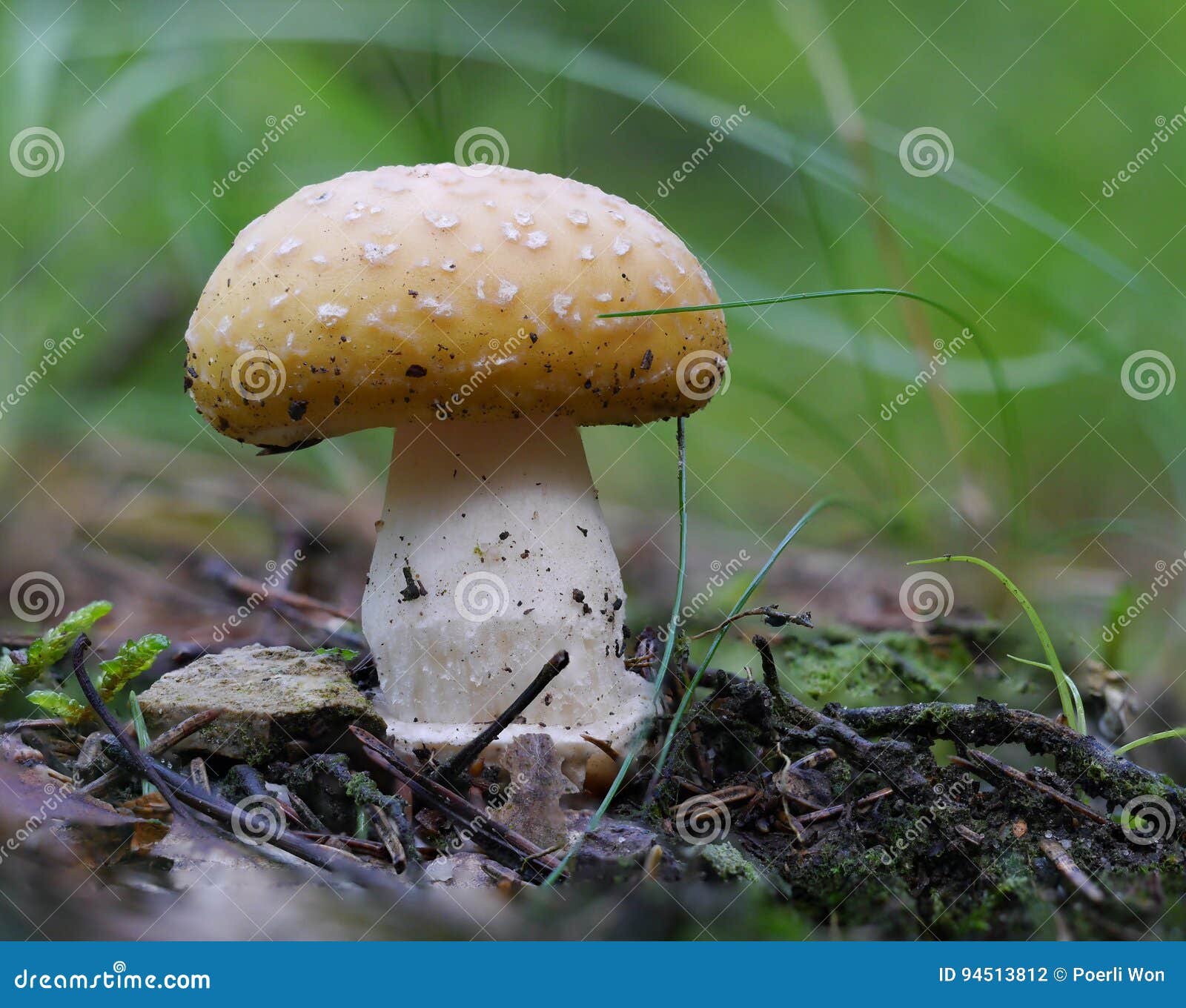 Yellow death cup stock photo. Image of autumn, dangerous - 94513812