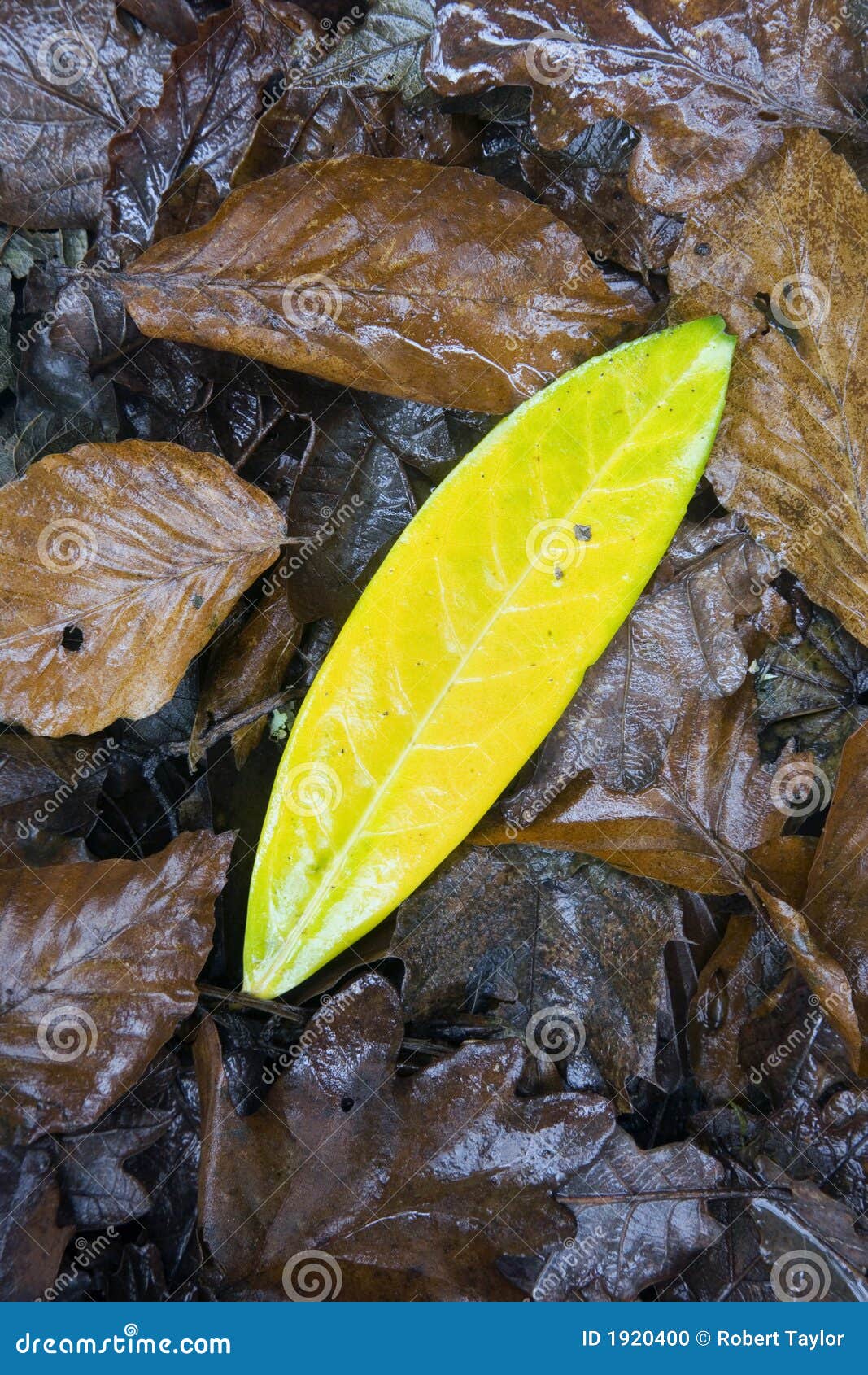 Yellow Decaying Leaf on Forest Floor Stock Photo - Image of leaves ...