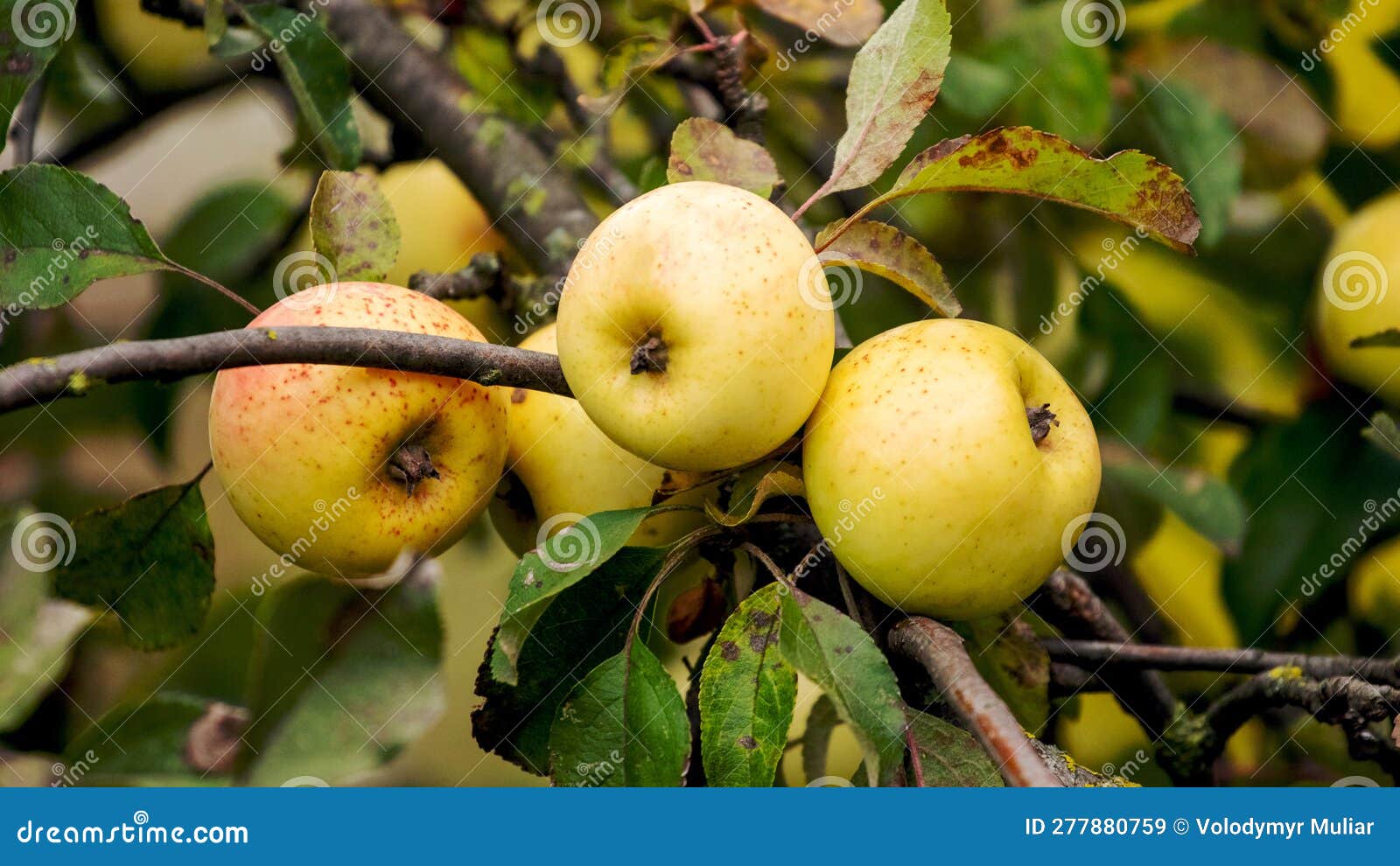Yellow Delicious Apples in the Garden on a Tree Stock Image - Image of ...