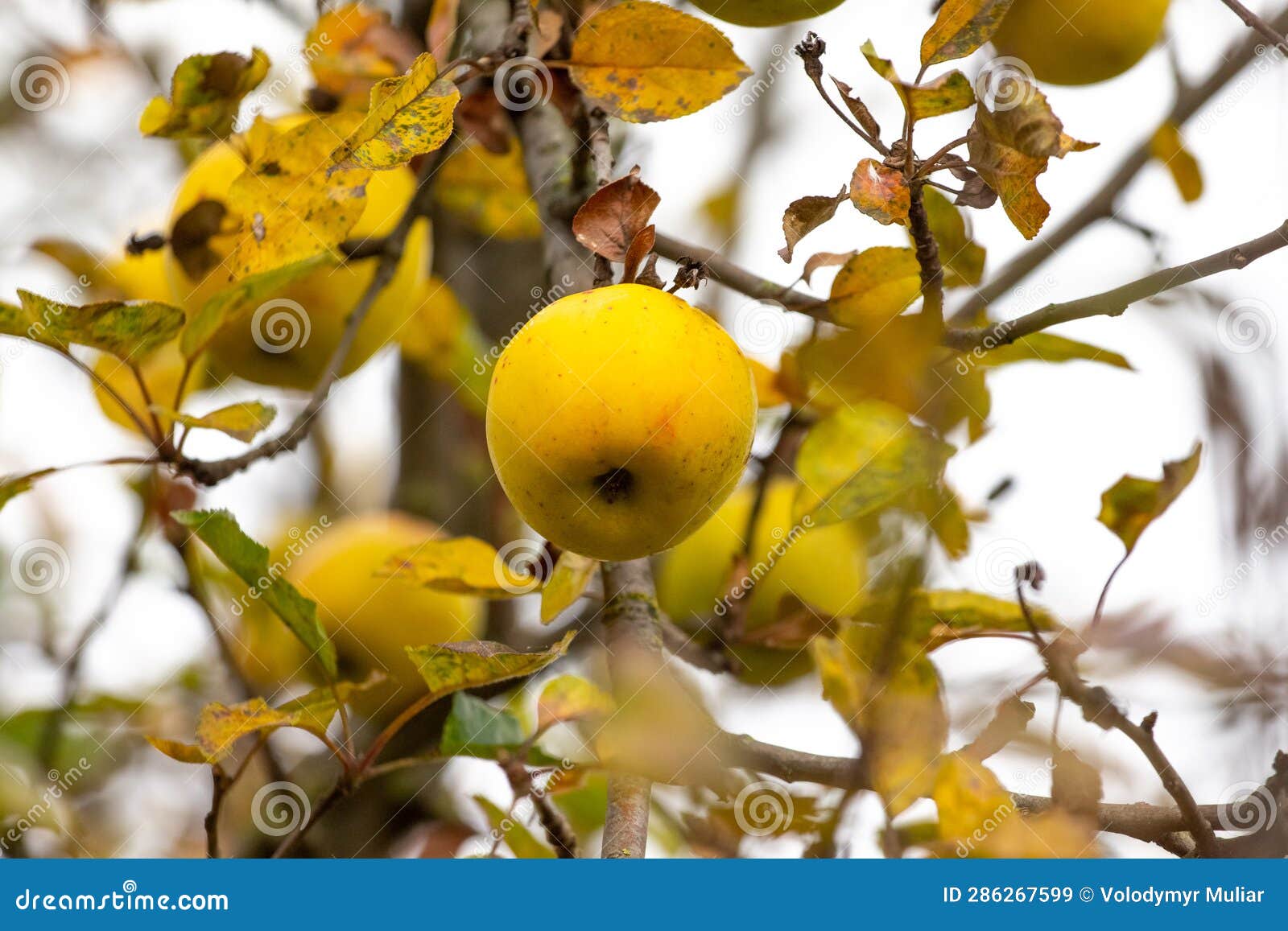 Yellow Delicious Apples in the Garden on a Tree Stock Image - Image of ...