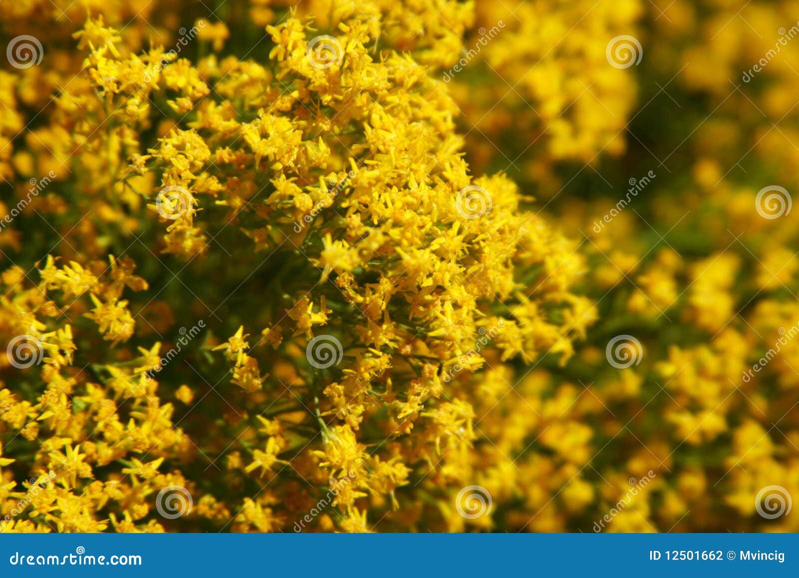 Yellow Desert Flowers stock photo. Image of southwest - 12501662