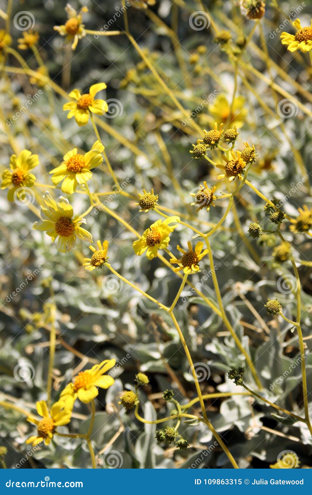 Yellow Desert Wildflowers In Arches National Park Royalty-Free Stock ...