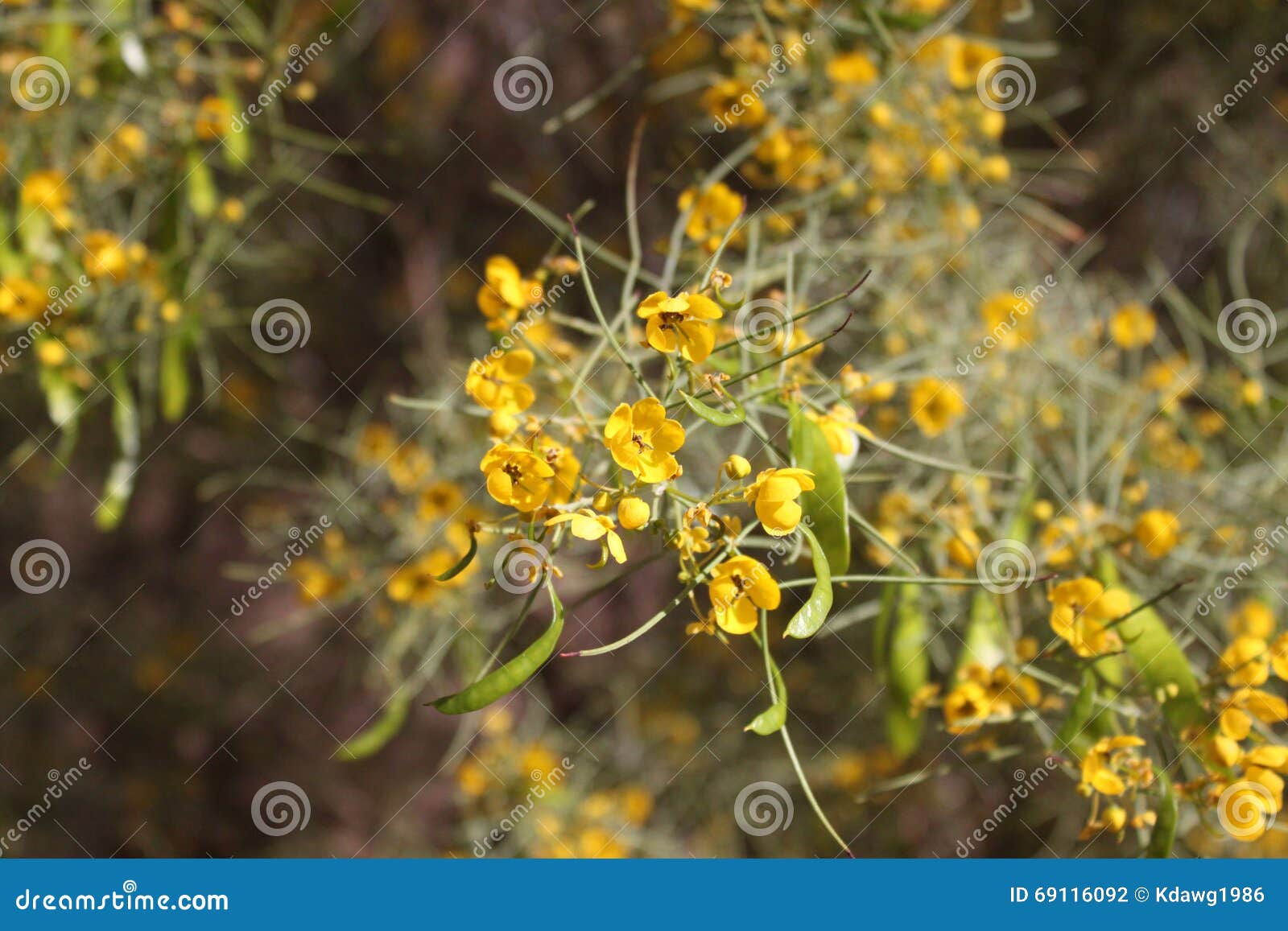 Yellow Desert Flowers stock photo. Image of bonus, show - 69116092