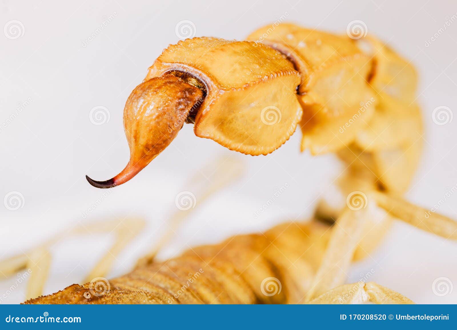 Yellow Desert Scorpion Sting Stock Photo - Image of danger, desert ...