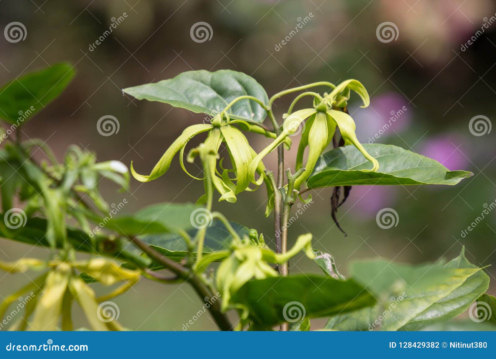 Yellow Desmos Chinensis Flower Stock Photo - Image of organic, nature ...