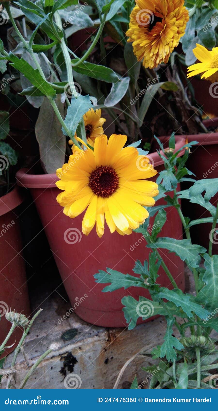 Yellow Diasy Flowers Grown in the Pot. Stock Photo - Image of diasy ...