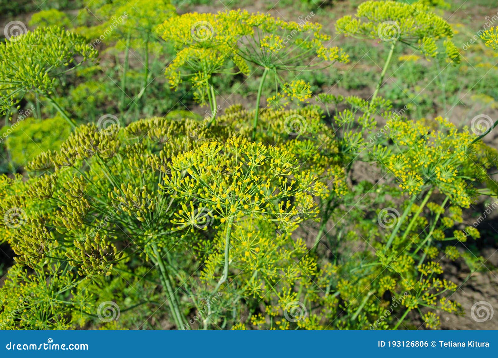 Yellow Dill Flower on a Background of Greenery Stock Photo - Image of ...
