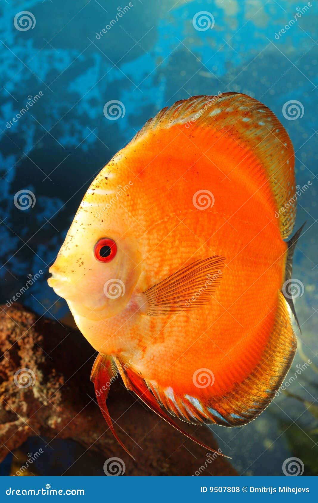 Yellow discus stock photo. Image of fisheye, diving, plants - 9507808