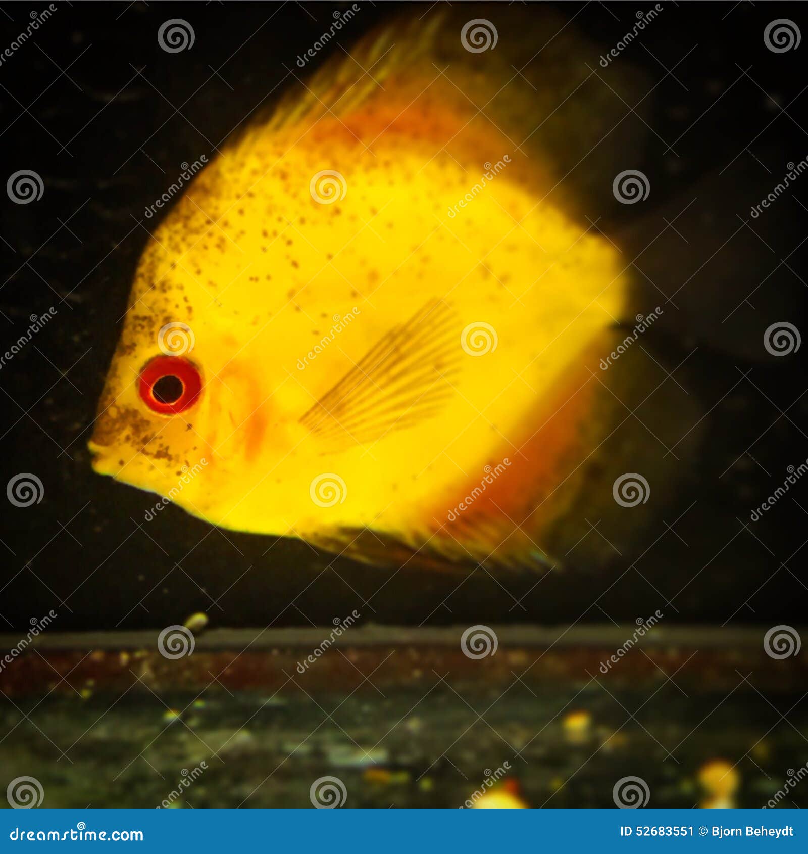 Yellow discus fish stock image. Image of greenhouse, cook - 52683551