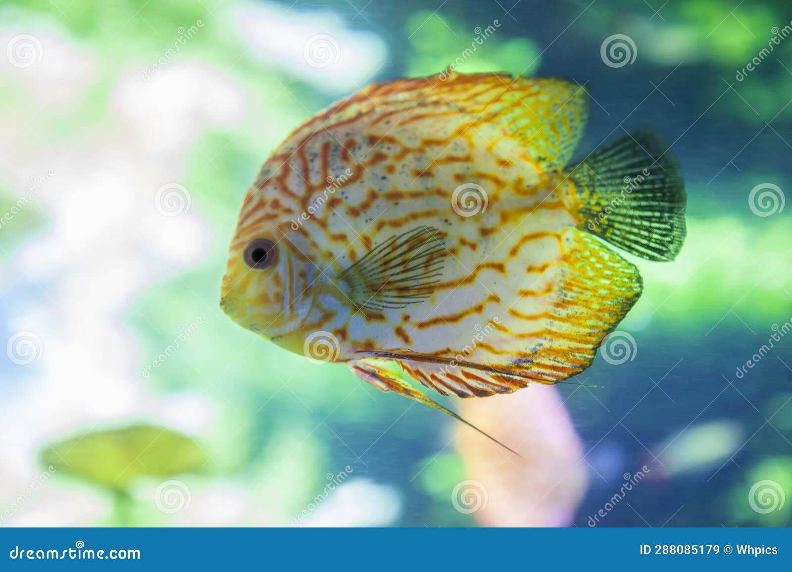 Yellow Discus Fish or Symphysodon Discus Stock Image - Image of discus ...