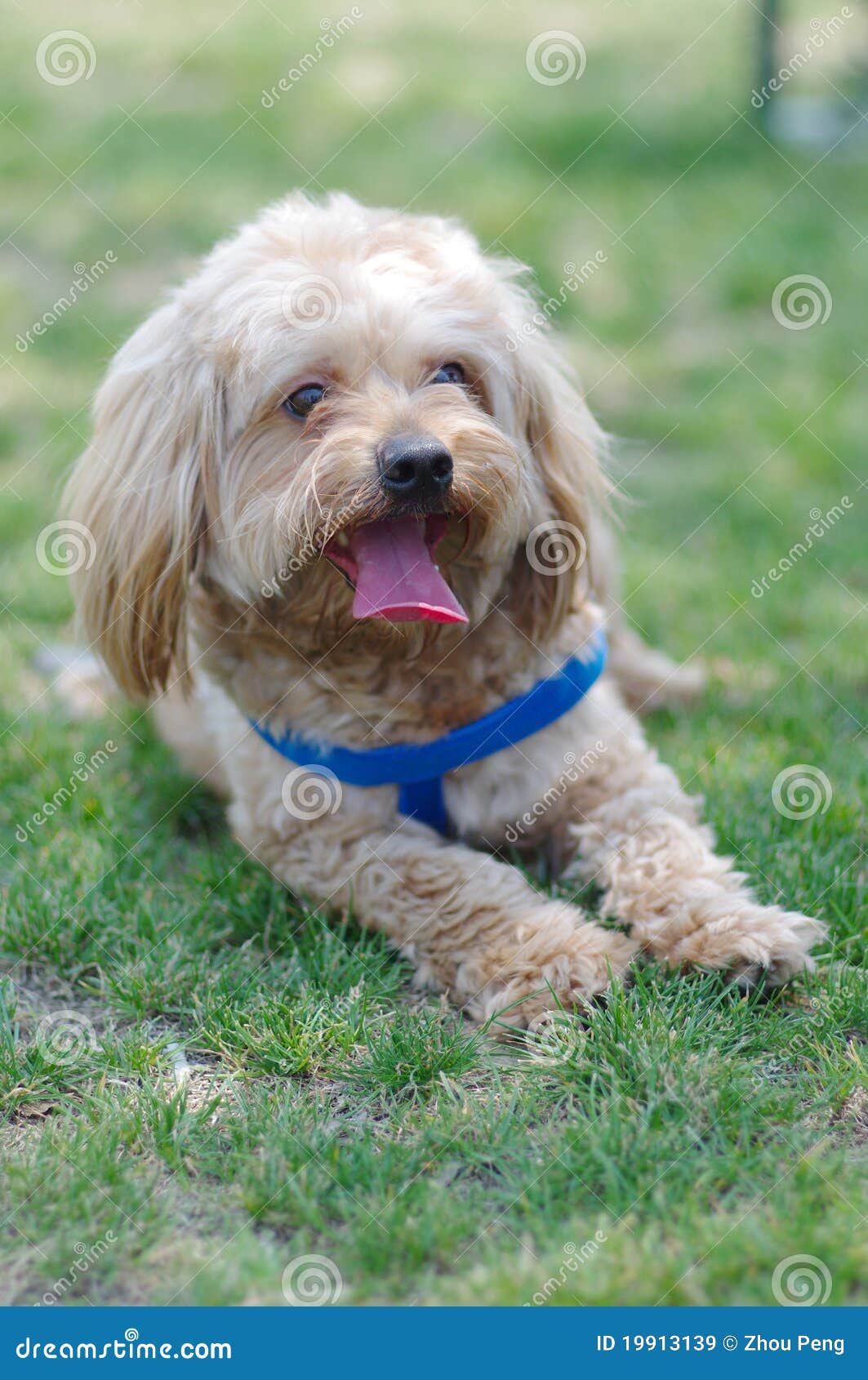 Yellow dog stock image. Image of friendship, domestic - 19913139