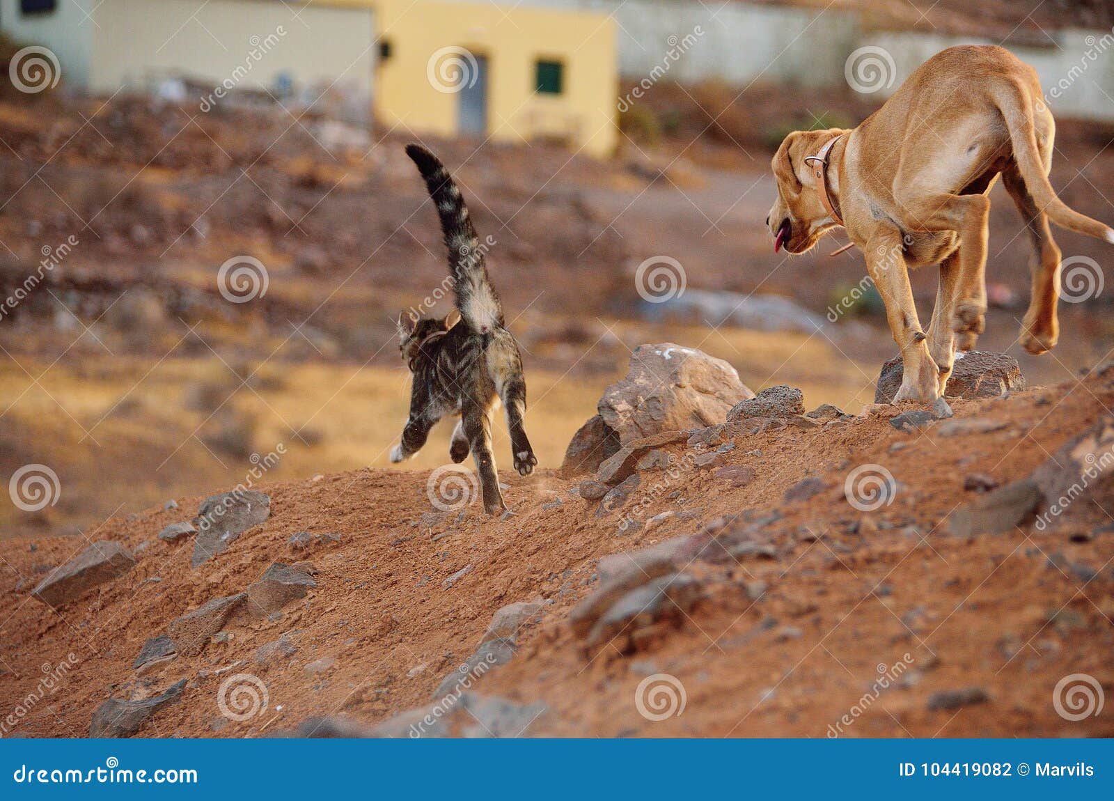Dog and cat stock photo. Image of breed, summer, nature - 104419082