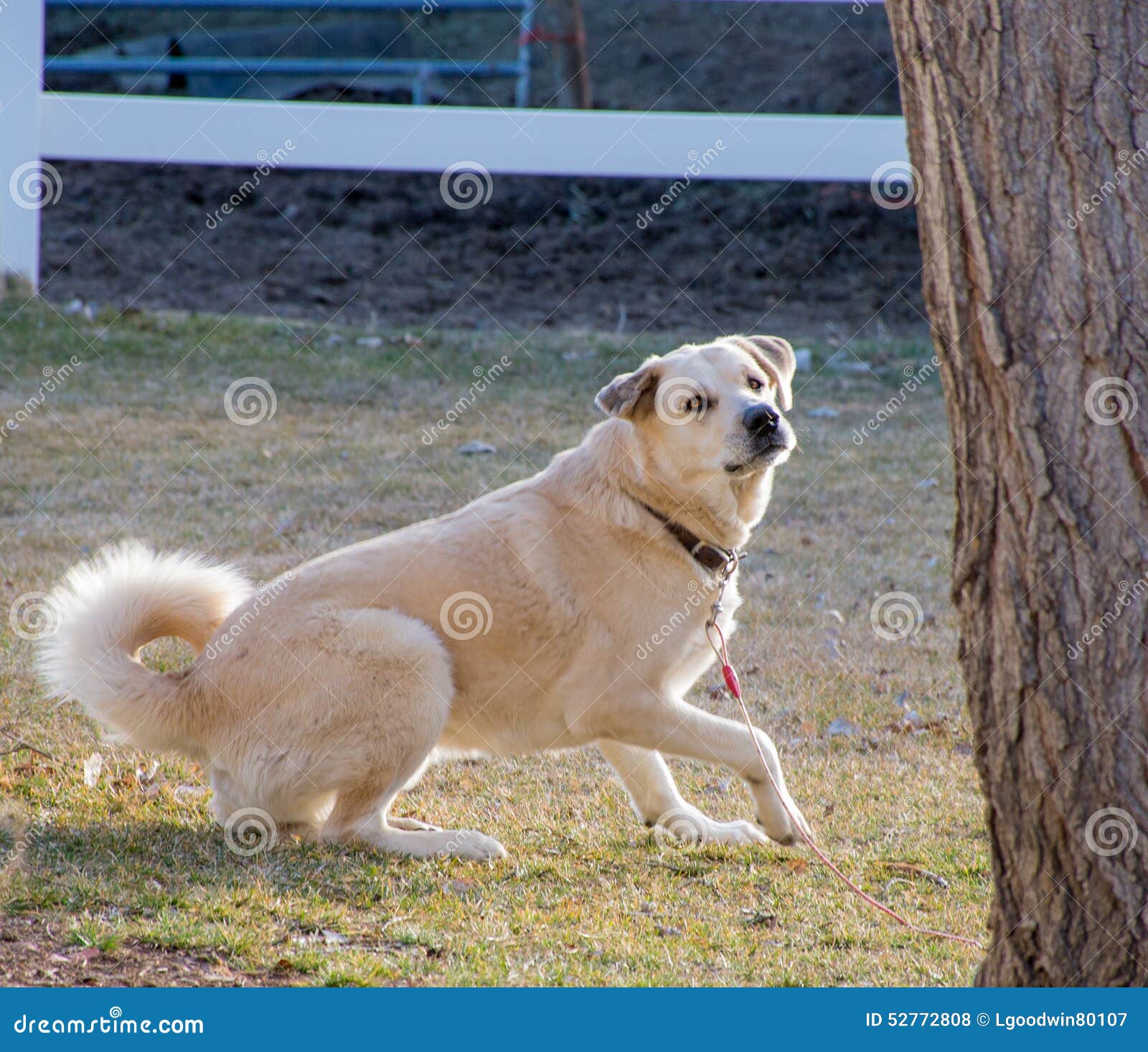 Yellow dog getting up stock photo. Image of comfy, muzzle - 52772808