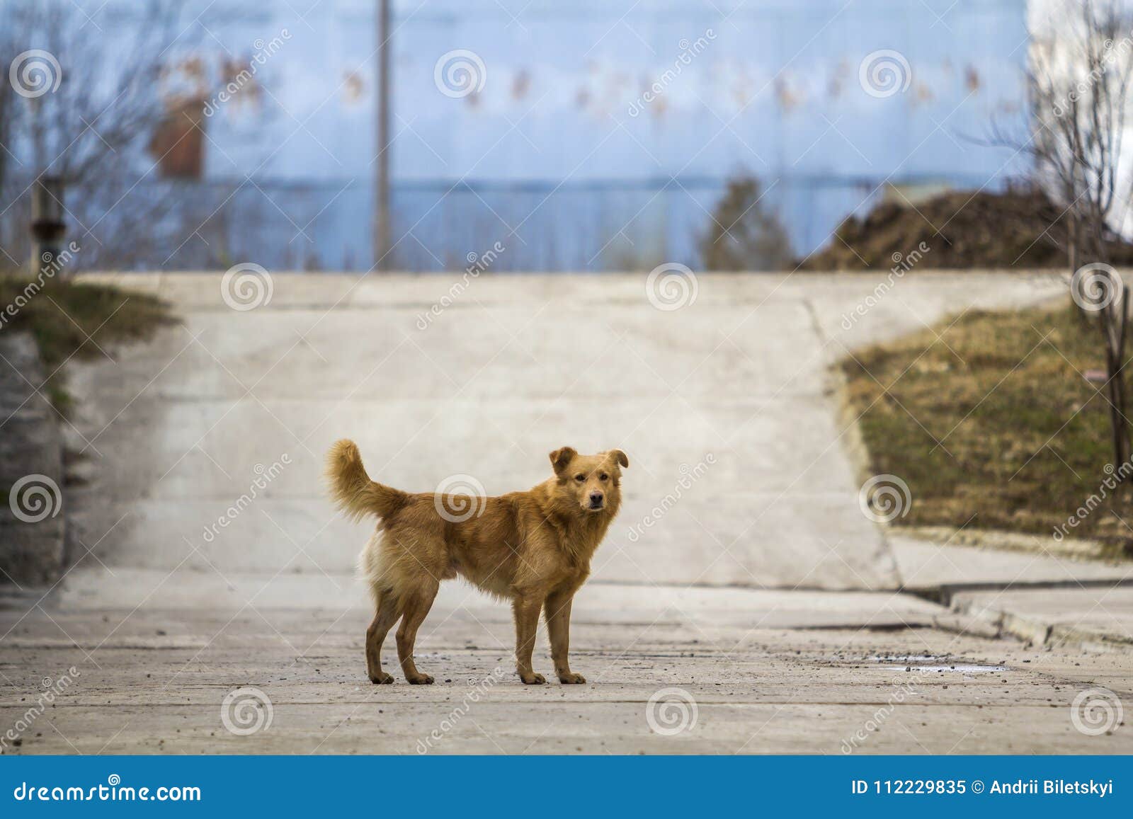 Yellow Dog Pet with Puffy Tail Outdoors Stock Image - Image of ears ...