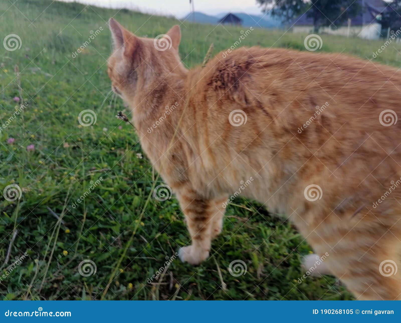 A Yellow Domestic Cat Painted before Sunset Stock Image - Image of ...