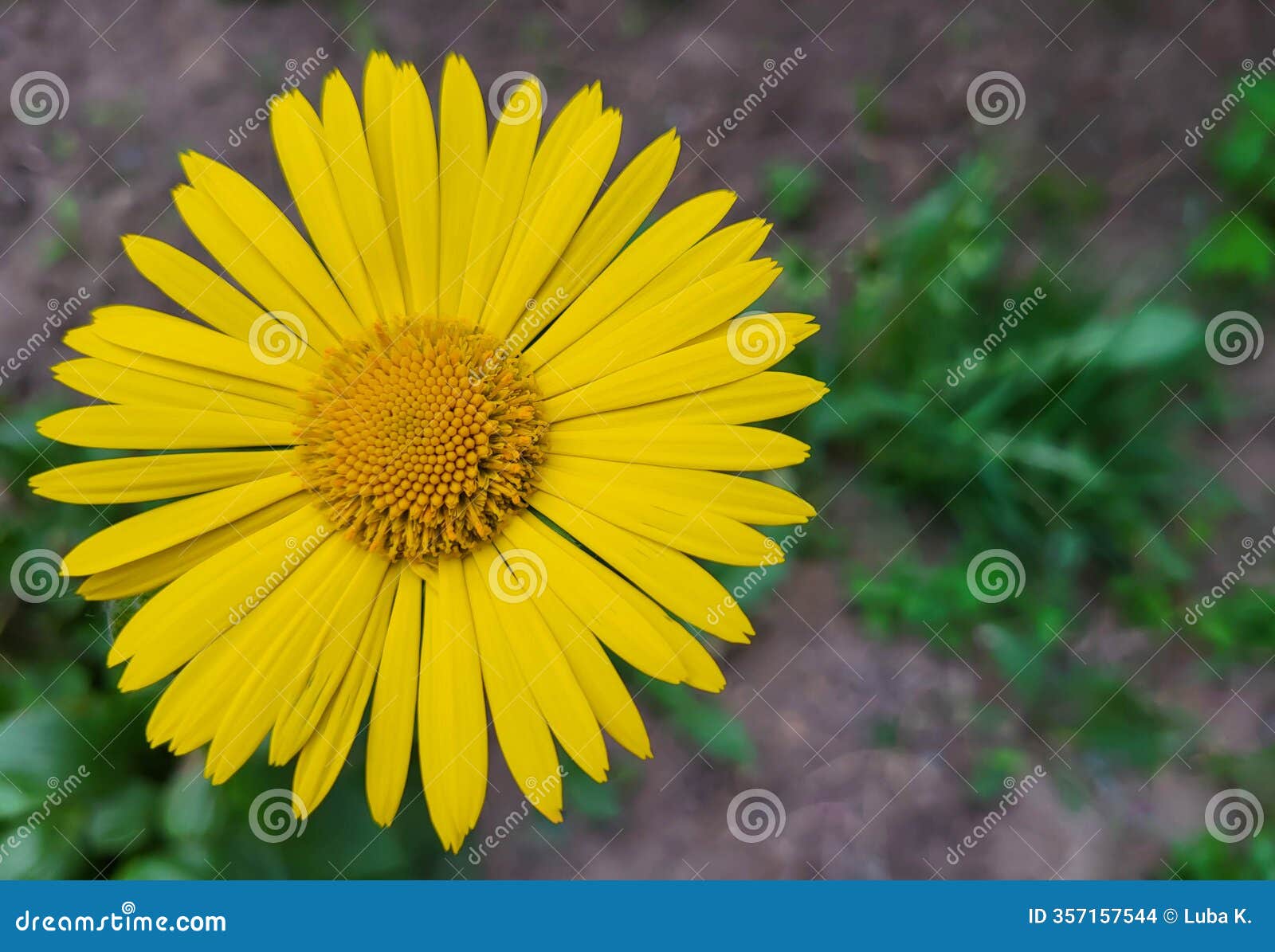 Yellow Doronicum Flower. a Single Yellow Daisy in a Flower Bed. Place for the Text Stock Photo ...