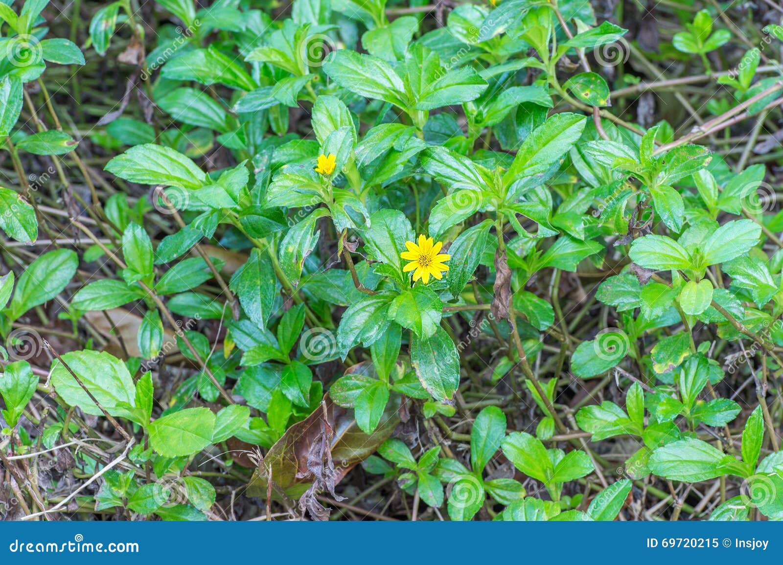 Trilobate Wedelia Stock Photos - Free & Royalty-Free Stock Photos from ...