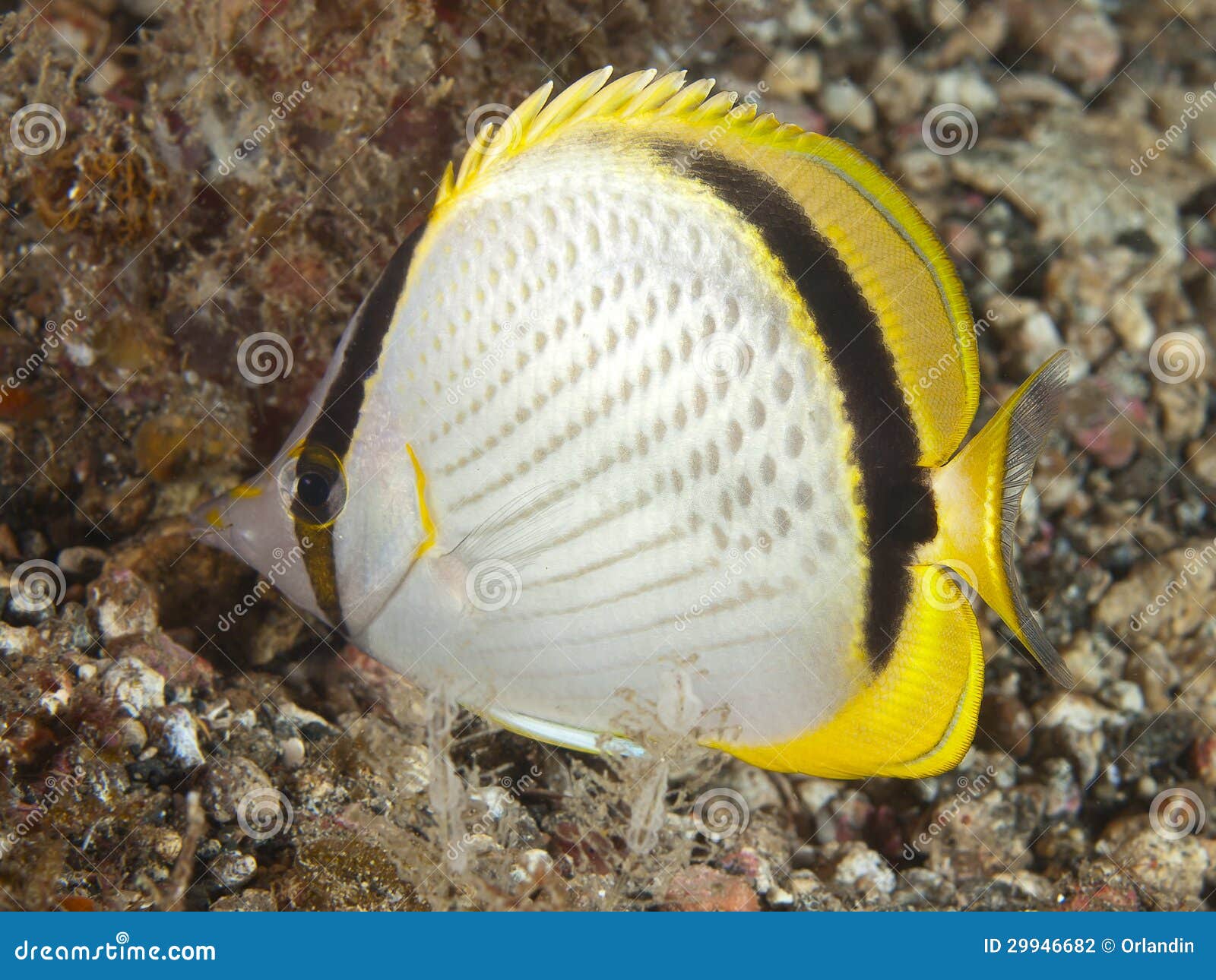 Yellow-dotted Butterflyfish Stock Photo - Image of exotic, bright: 29946682