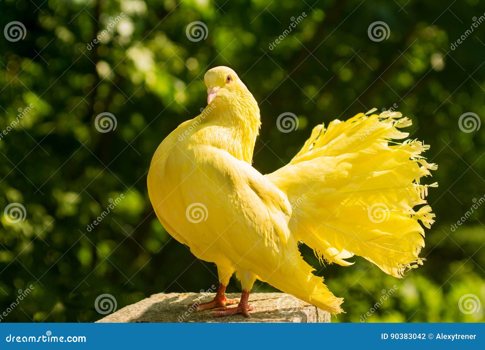 Yellow dove in forest stock photo. Image of endemic, golden - 90383042