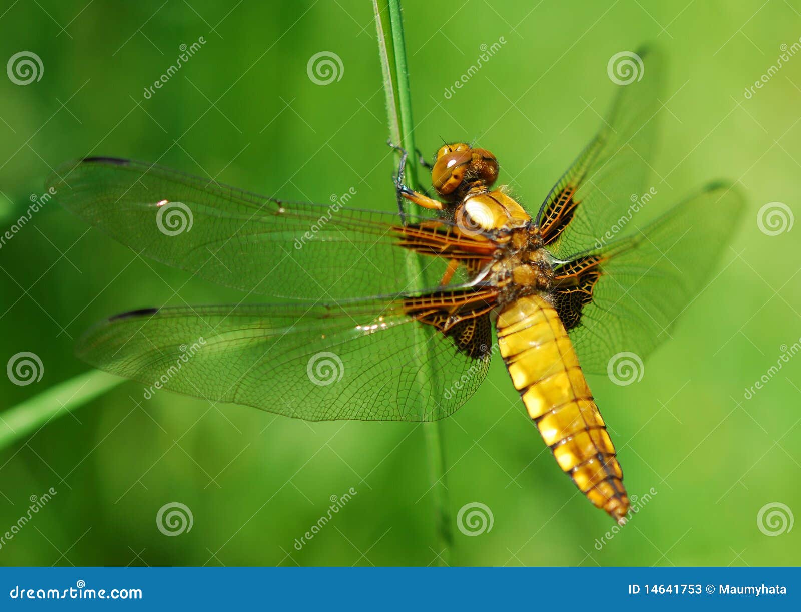 Yellow dragonfly stock image. Image of flight, green - 14641753