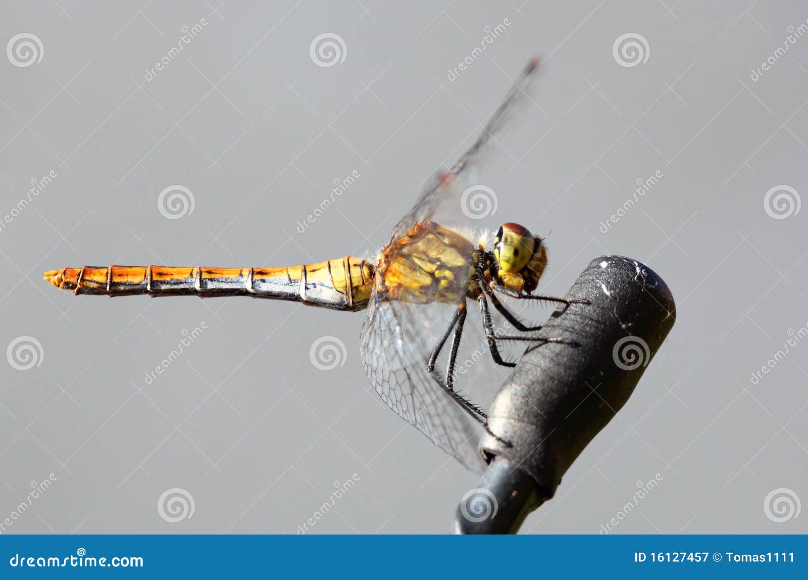 Yellow Dragonfly - stock image. Image of macro, ecology - 16127457
