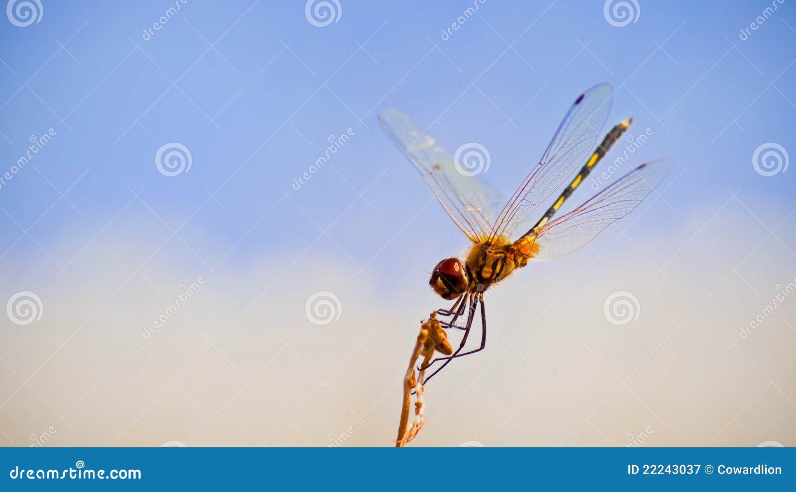 Tiger Dragonfly. The Scientific Name: Onychogomphus Forcipatus Royalty ... Tiger Dragonfly. The Scientific Name: Onychogomphus Forcipatus Royalty ...