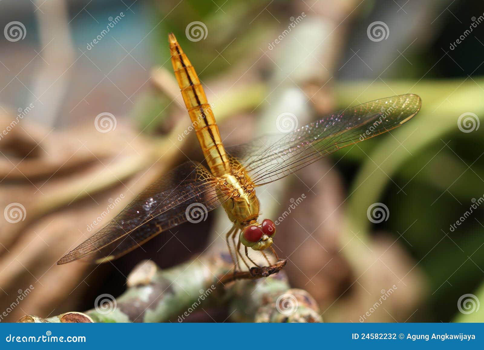 Yellow Dragonfly stock photo. Image of yellow, foliage - 24582232