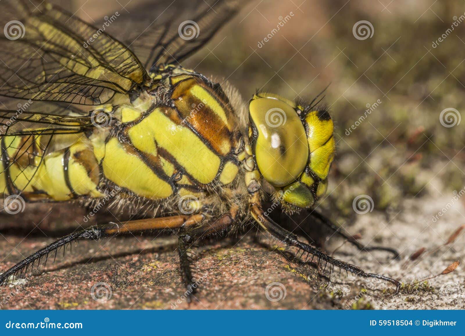 Yellow dragonfly close up stock photo. Image of insect - 59518504