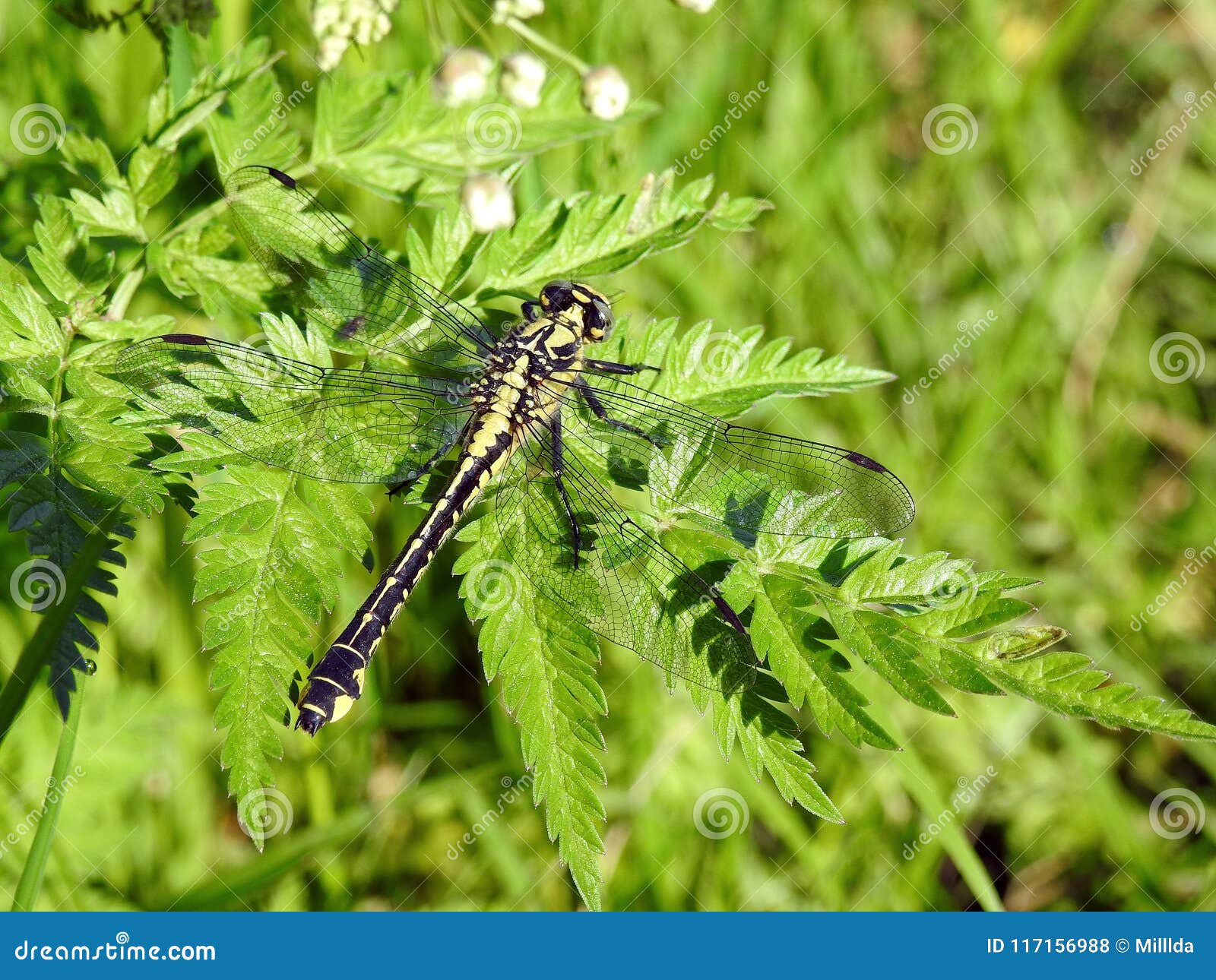 Yellow Dragonfly on Grass, Lithuania Stock Photo - Image of grass, head ...
