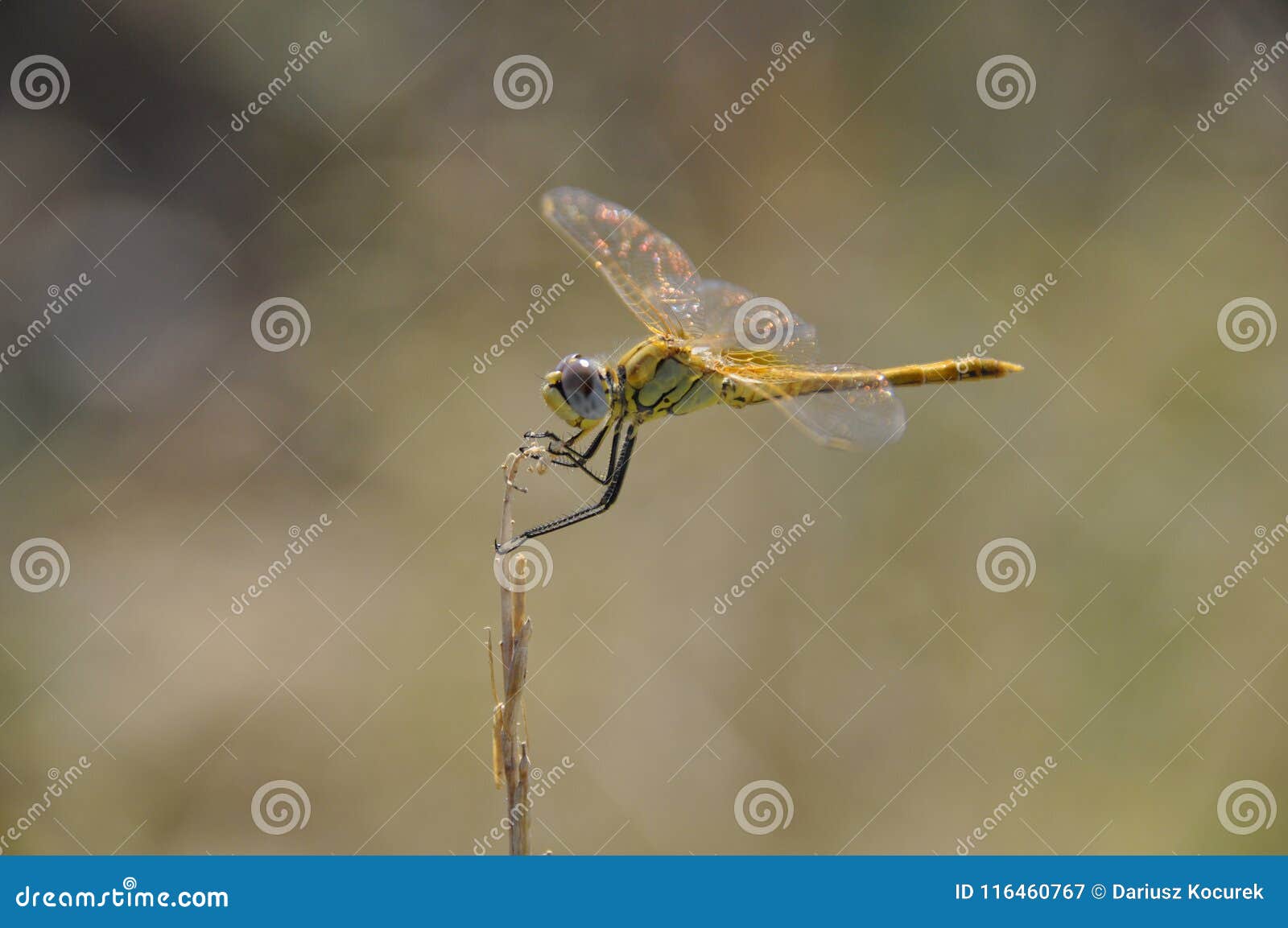 Yellow Dragonfly Sitting on Thin Grass Stock Image - Image of ...