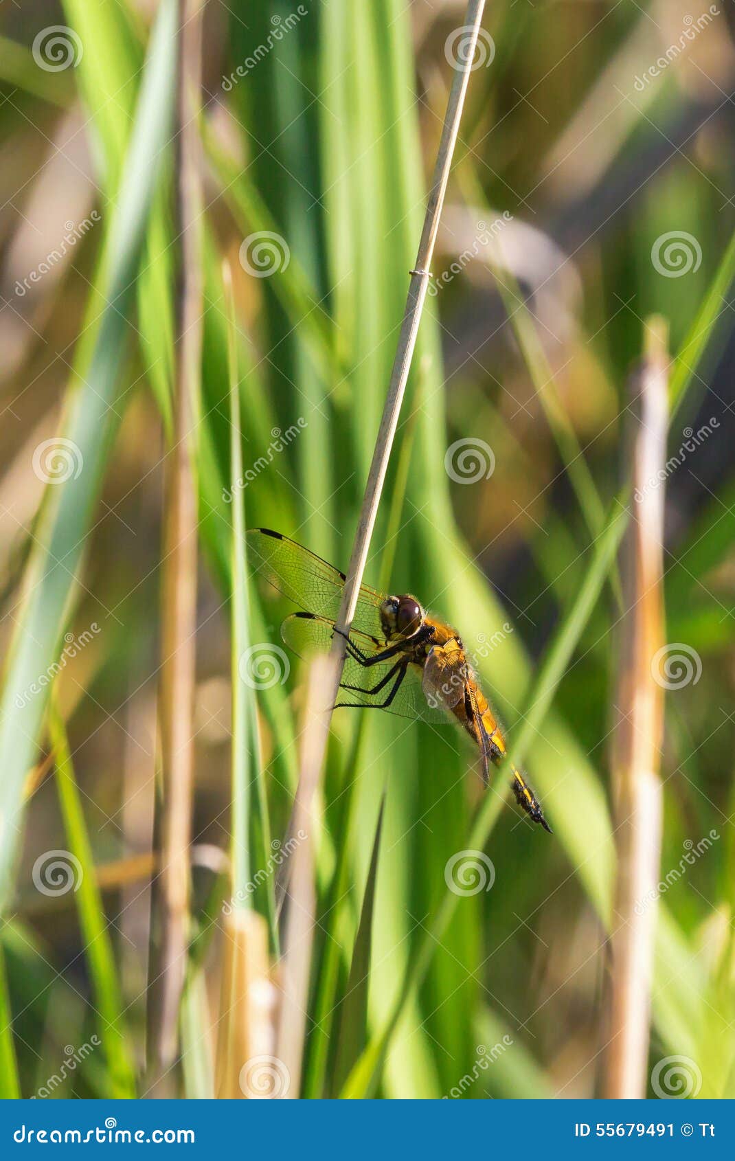 Yellow Dragonfly on a Straw Stock Image - Image of blade, plant: 55679491